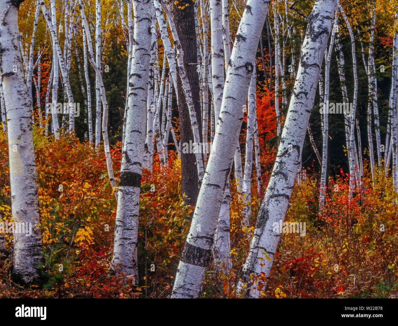 Autumn fall foliage in forest with birch trees Stock Photo - Alamy