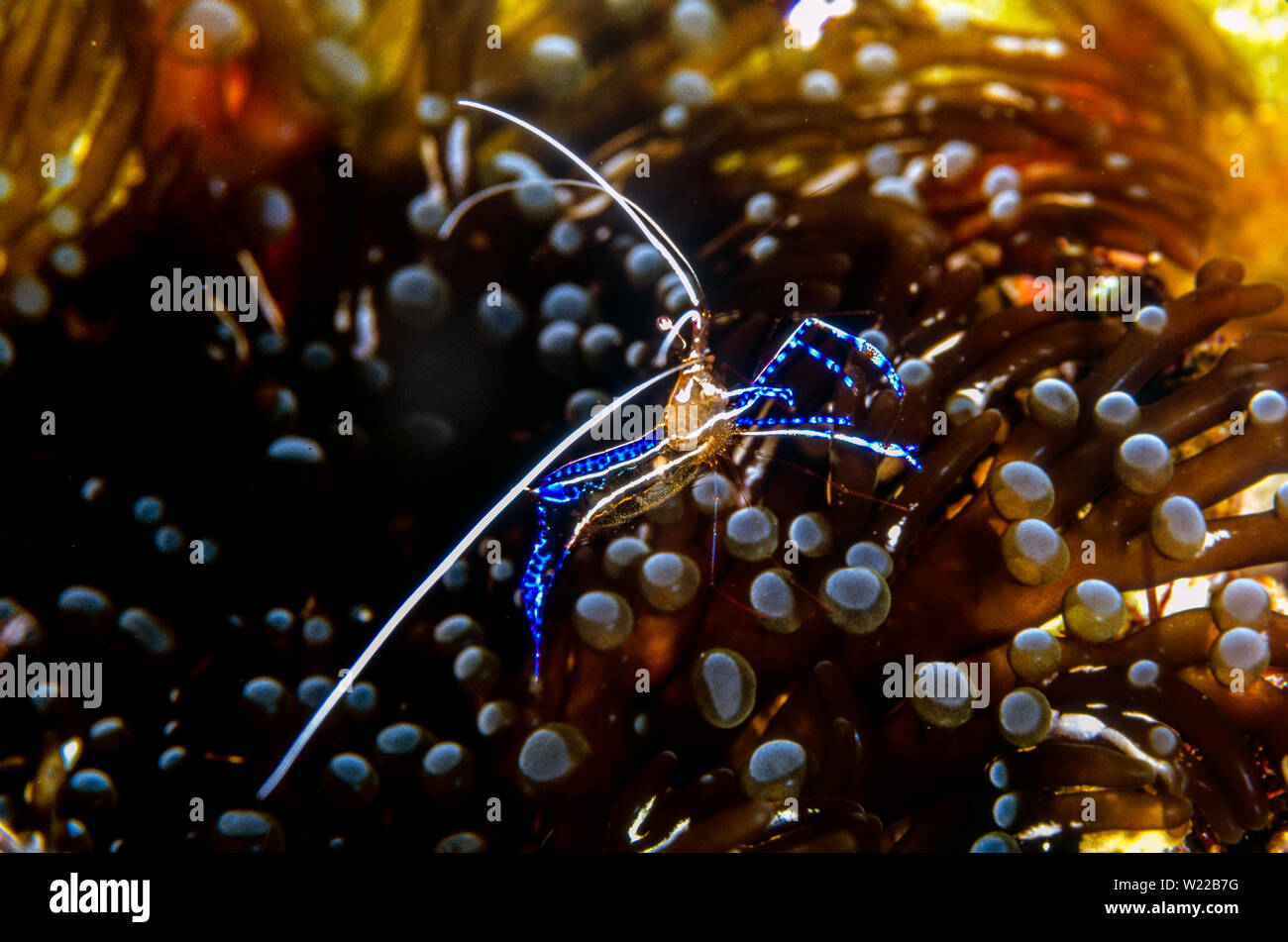 Ancylomenes pedersoni, sometimes known as Pederson's shrimp, is a ...