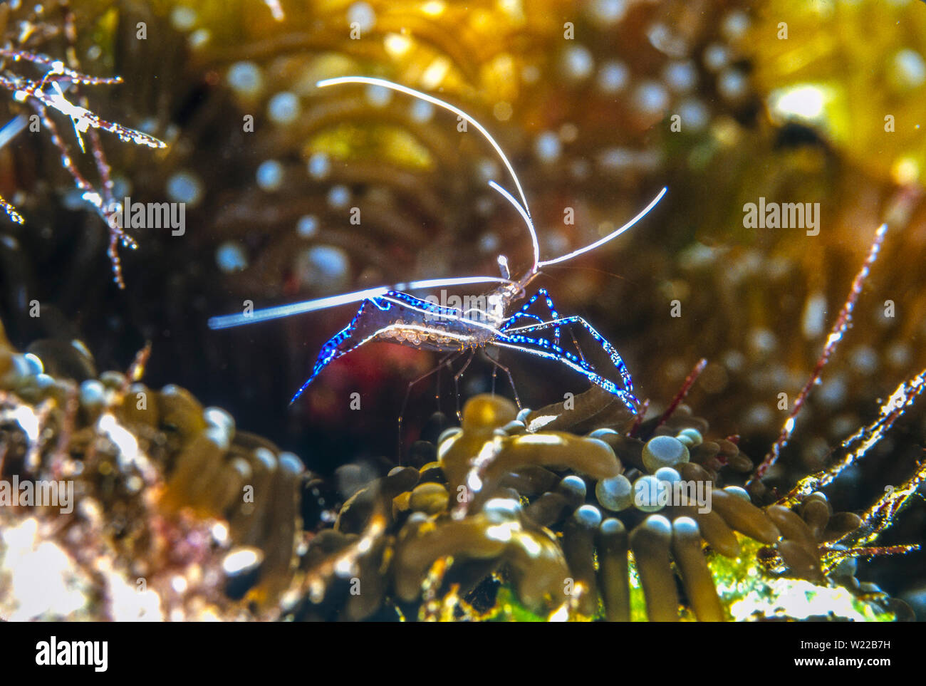 Ancylomenes pedersoni, sometimes known as Pederson's shrimp, is a ...