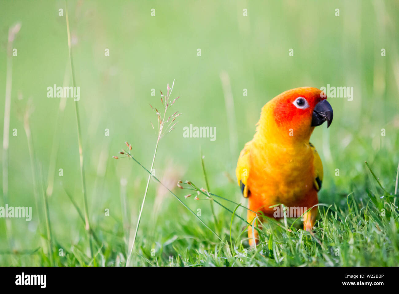 Grass parrot hi-res stock photography and images - Alamy