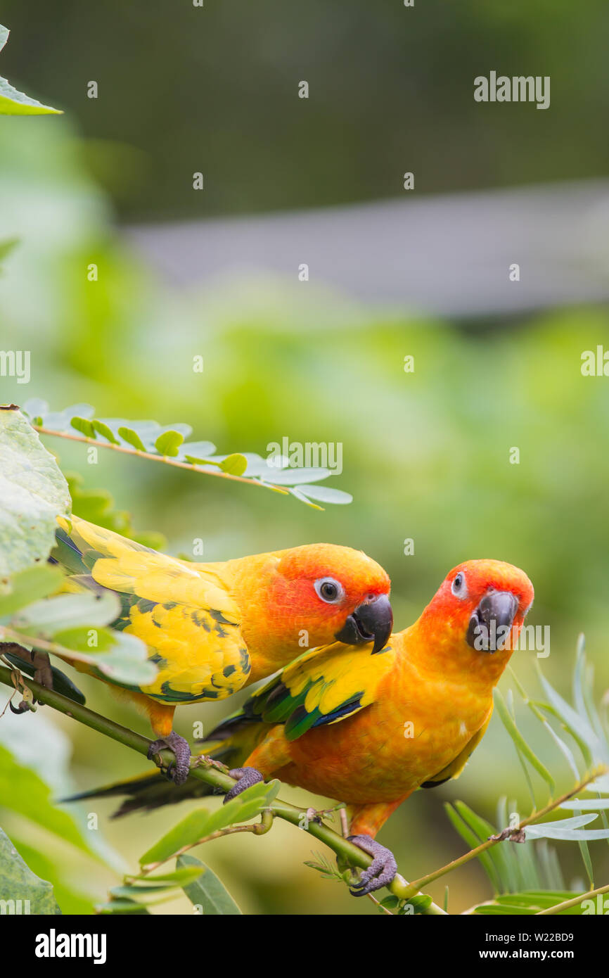 Beautiful light blue parrot hi-res stock photography and images - Alamy