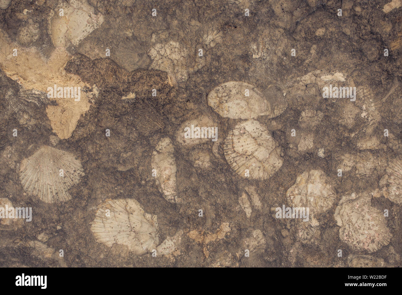 Close up background of yellow limestone with beautiful structure and ...