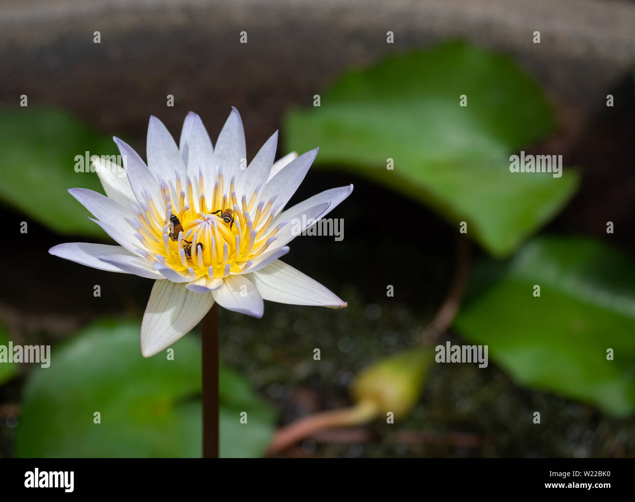 Closeup Lotus Flower with Bee Isolated on Background Stock Photo - Alamy