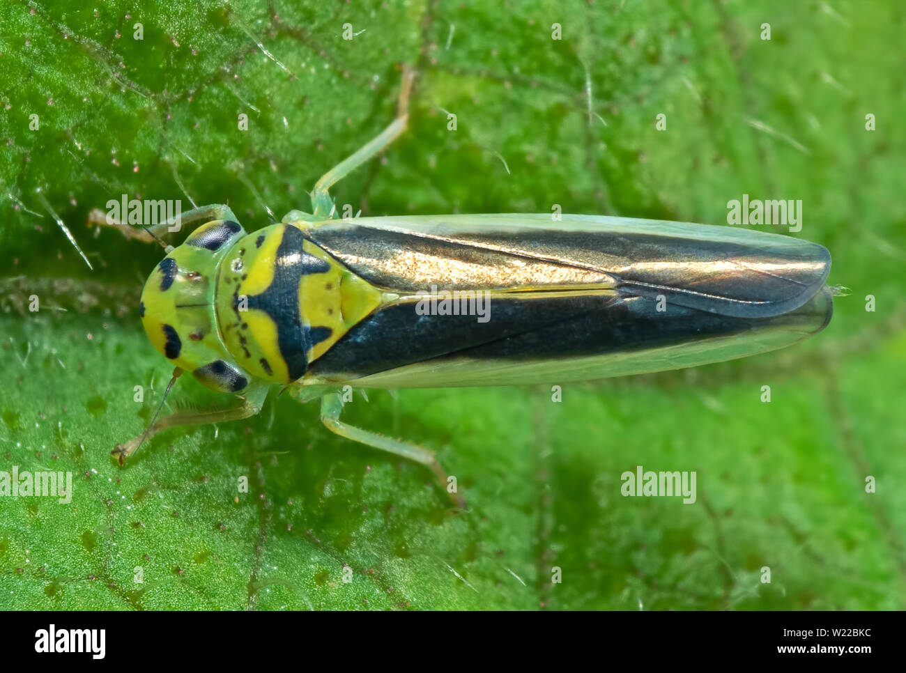 Spring hoppers hi-res stock photography and images - Alamy