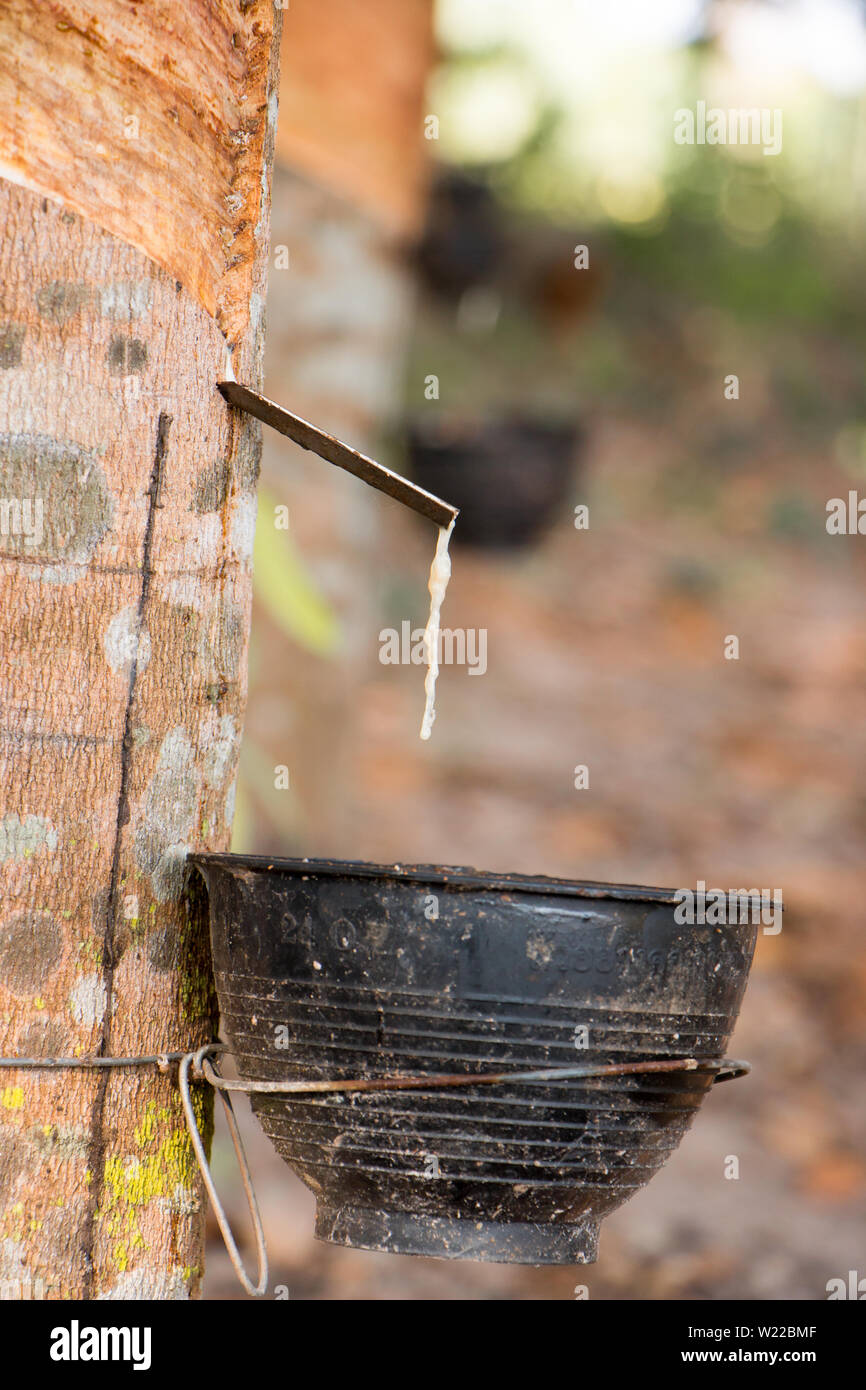 Rubber tree sap hi-res stock photography and images - Alamy