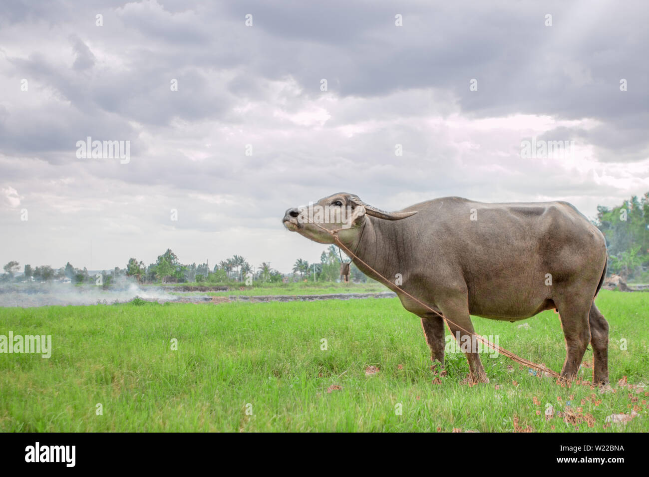 Water buffalo standing on rice field under beautiful sky Stock Photo ...