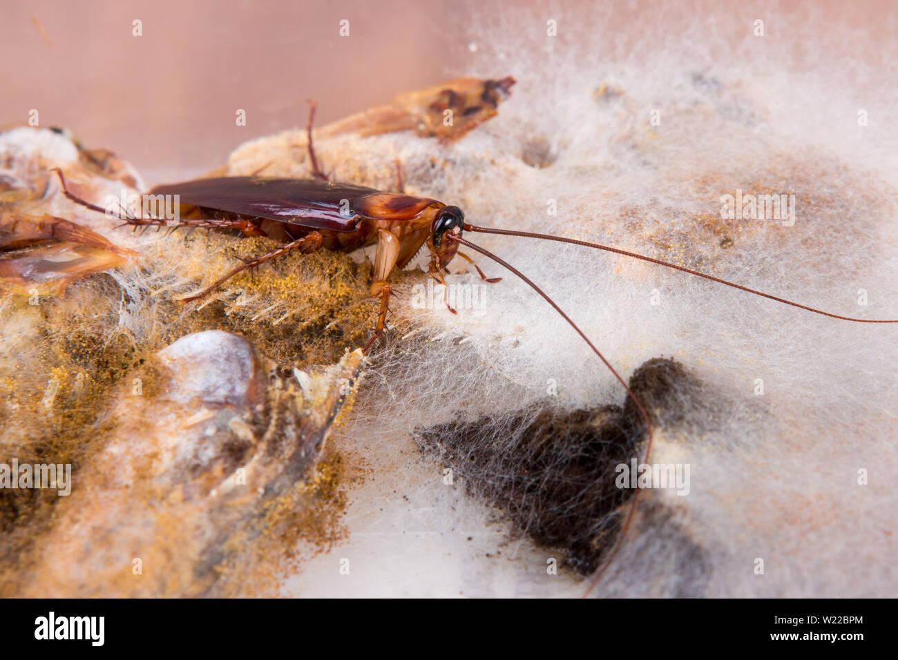 Cockroaches food hi-res stock photography and images - Alamy