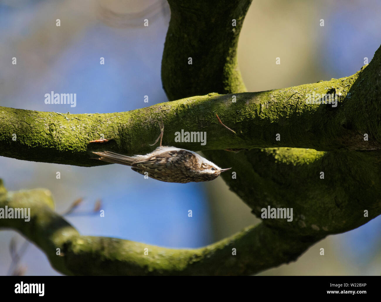 Eurasian Treecreeper, Certhia familiaris, foraging for invertebrates ...