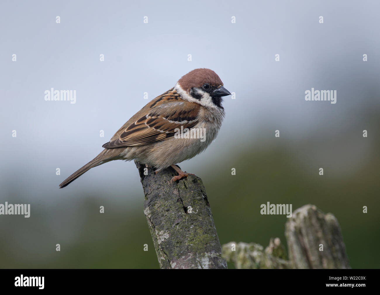 Tree sparrow uk hi-res stock photography and images - Alamy