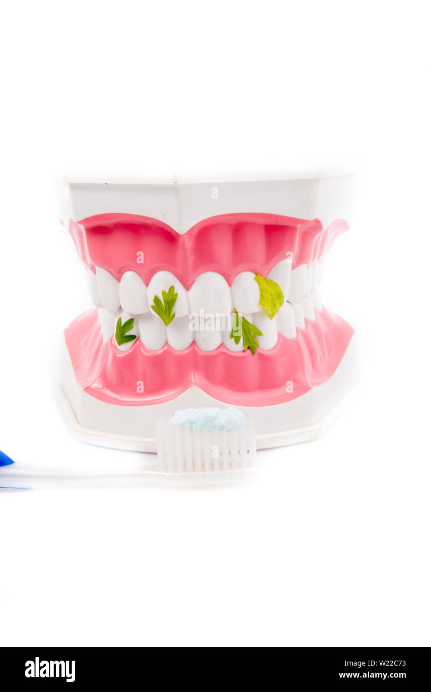 Dental Model of Teeth with vegetable waste Stock Photo - Alamy