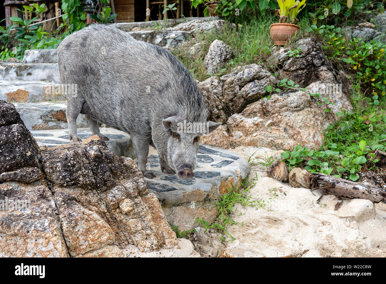 Big pig hi-res stock photography and images - Alamy