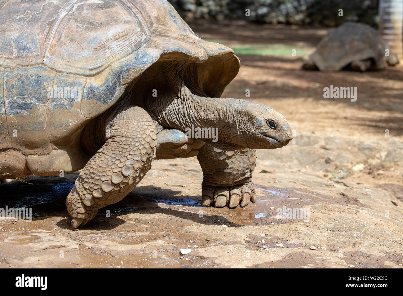 Huge big turtles hi-res stock photography and images - Alamy