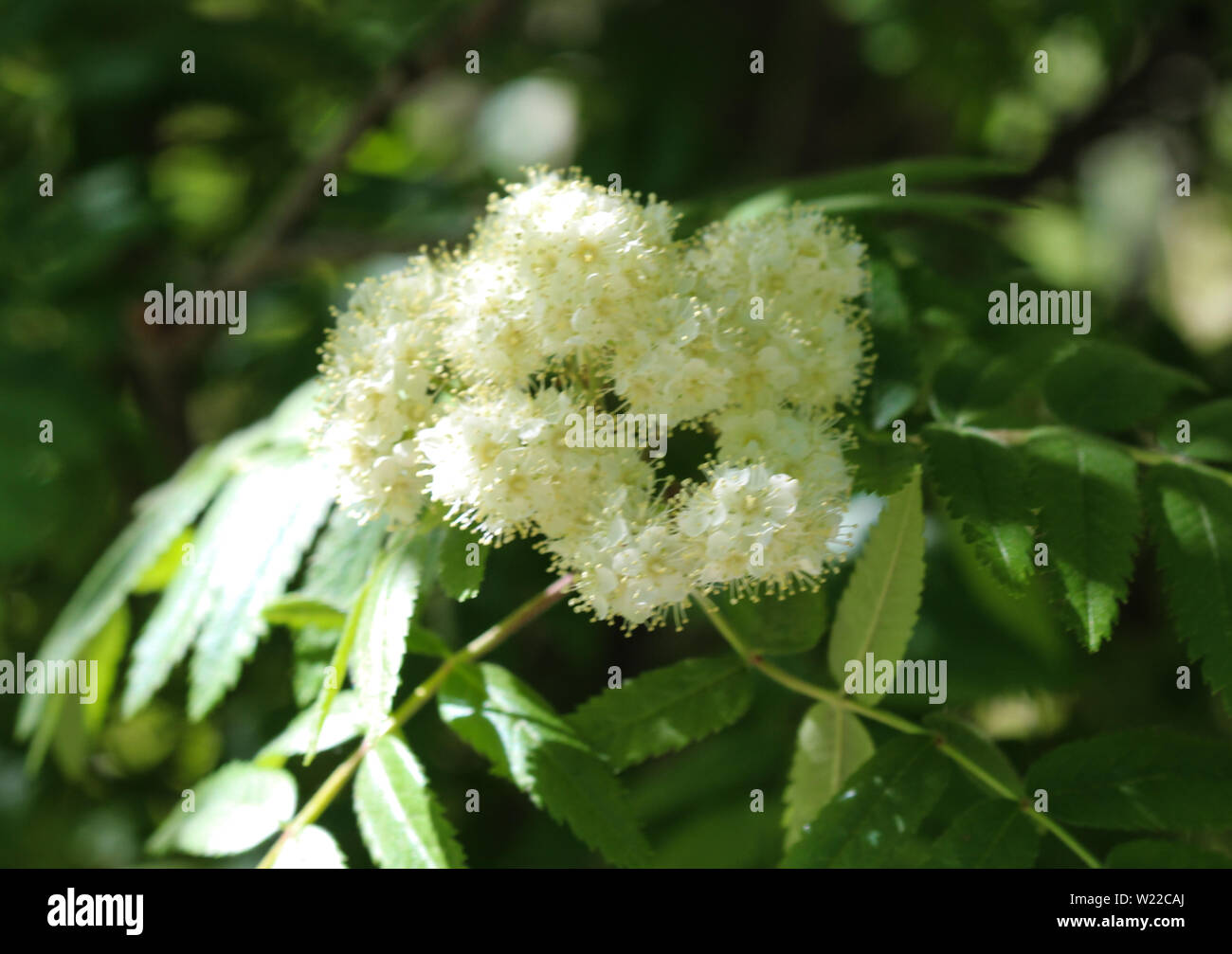 Beautiful blooming rowan sorbus hi-res stock photography and images - Alamy