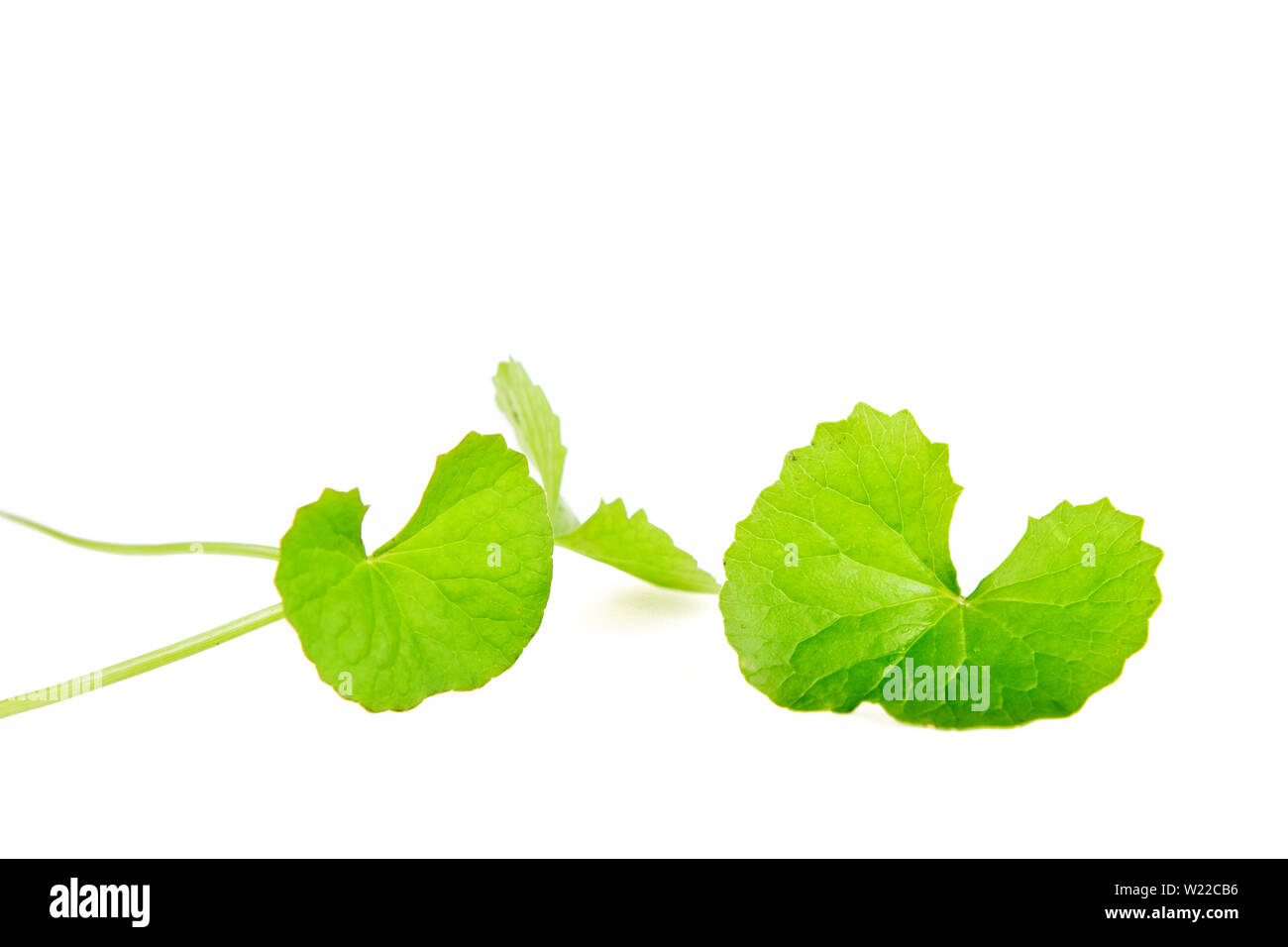 Herbal Thankuni leaves of indian subcontinent, Centella asiatica Stock ...