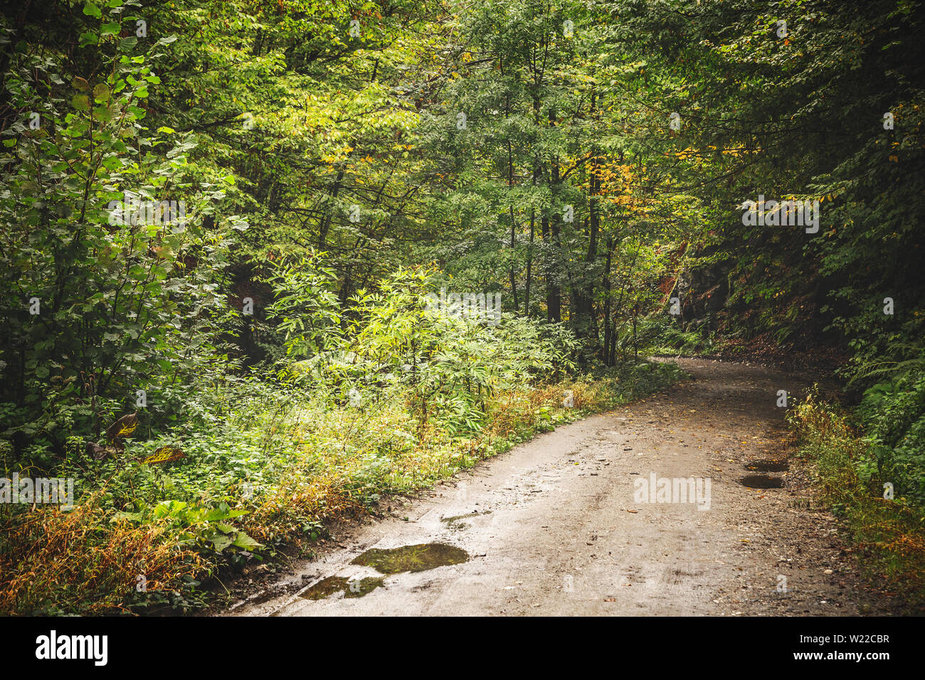 Picturesque road in forest puddle hi-res stock photography and images ...