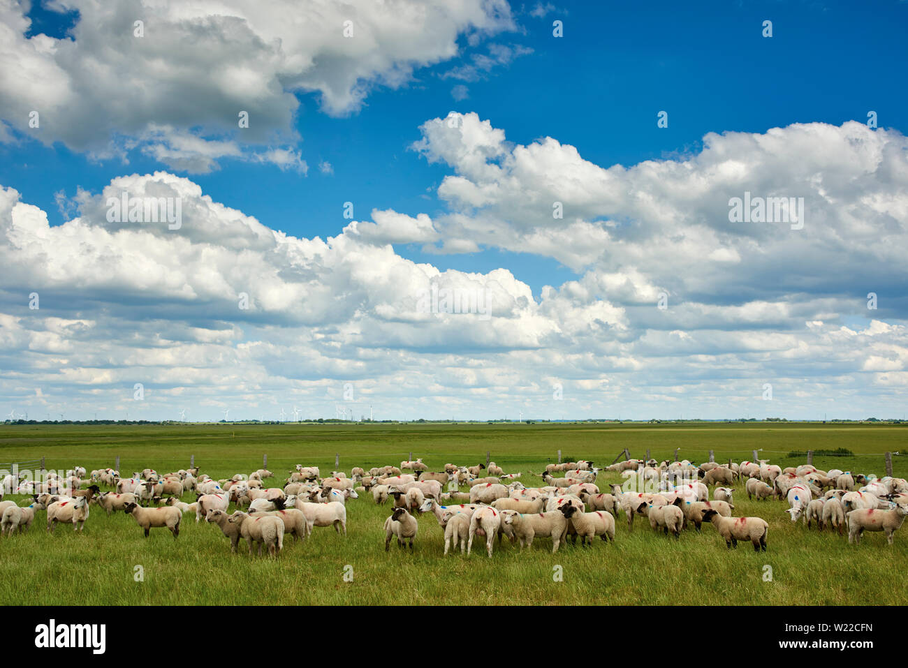 Schaf gruppe hi-res stock photography and images - Alamy