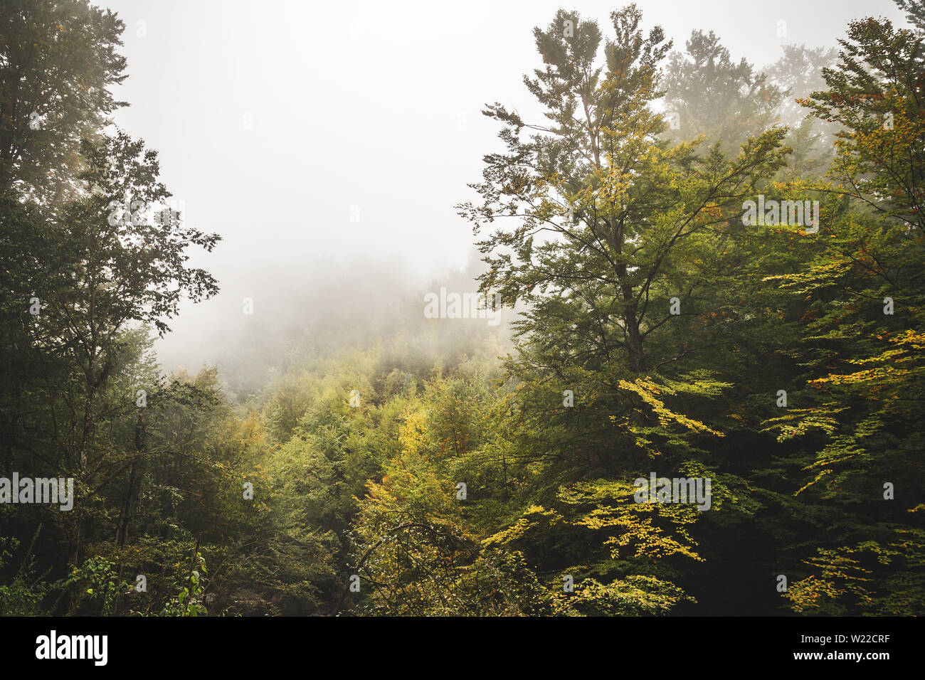 Mist over tree tops hi-res stock photography and images - Alamy