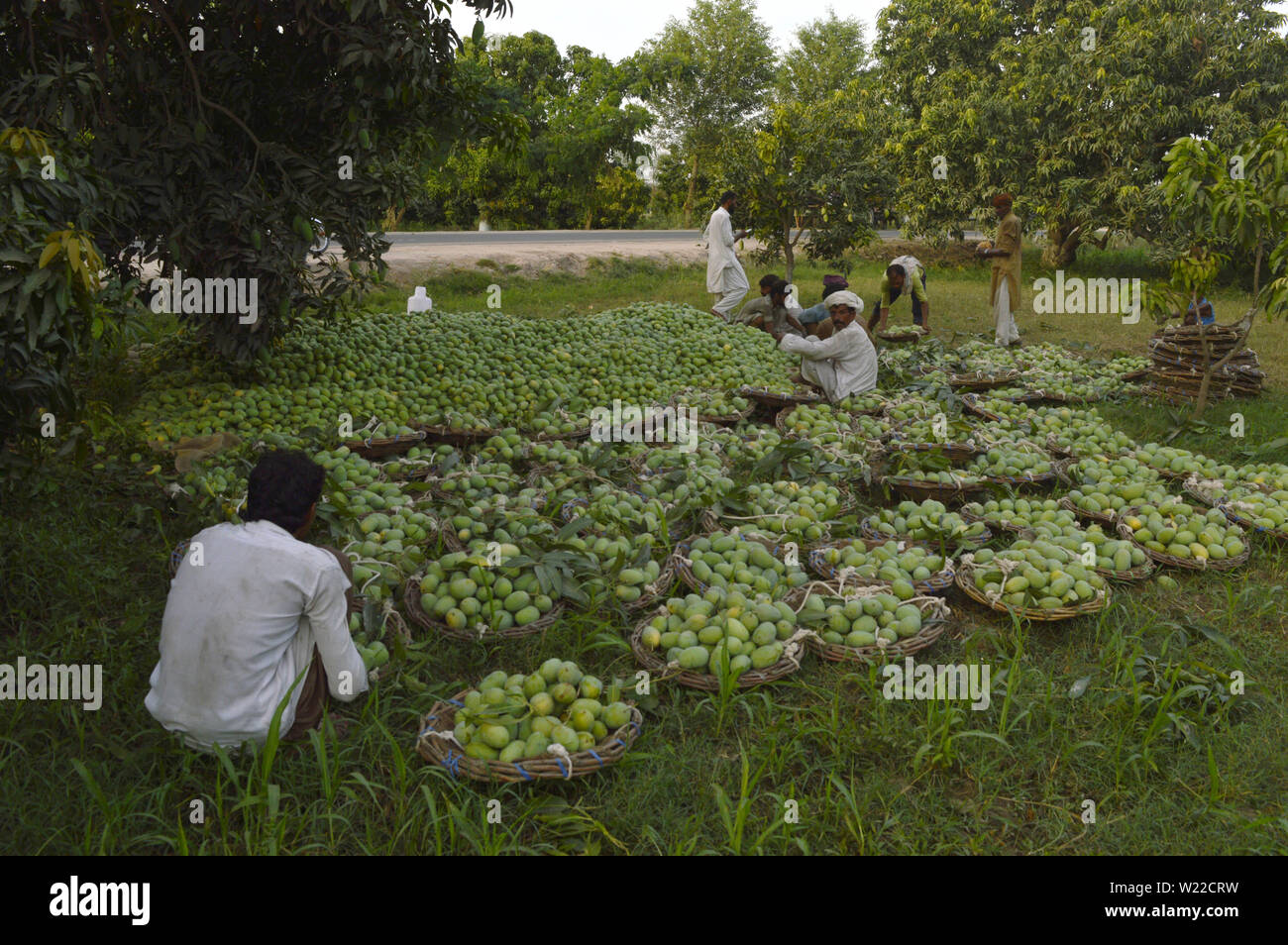 Farmers harvest mangos at a mango garden in central Pakistan's Multan ...