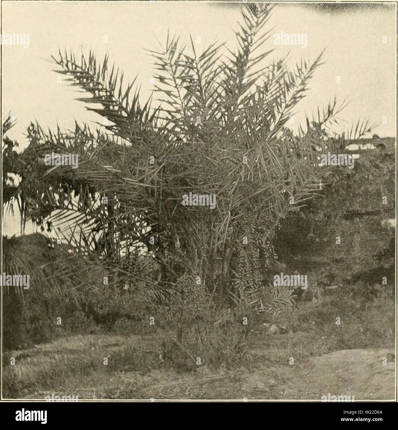 Los angeles palm trees illustration hi-res stock photography and images ...