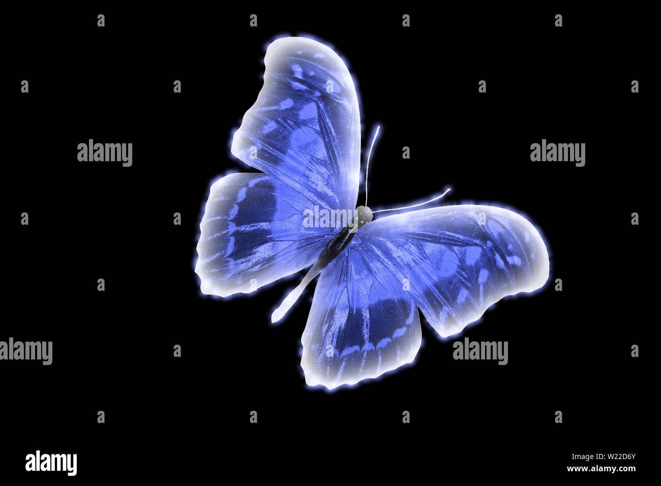 blue butterfly. natural insect. isolated on white background Stock ...
