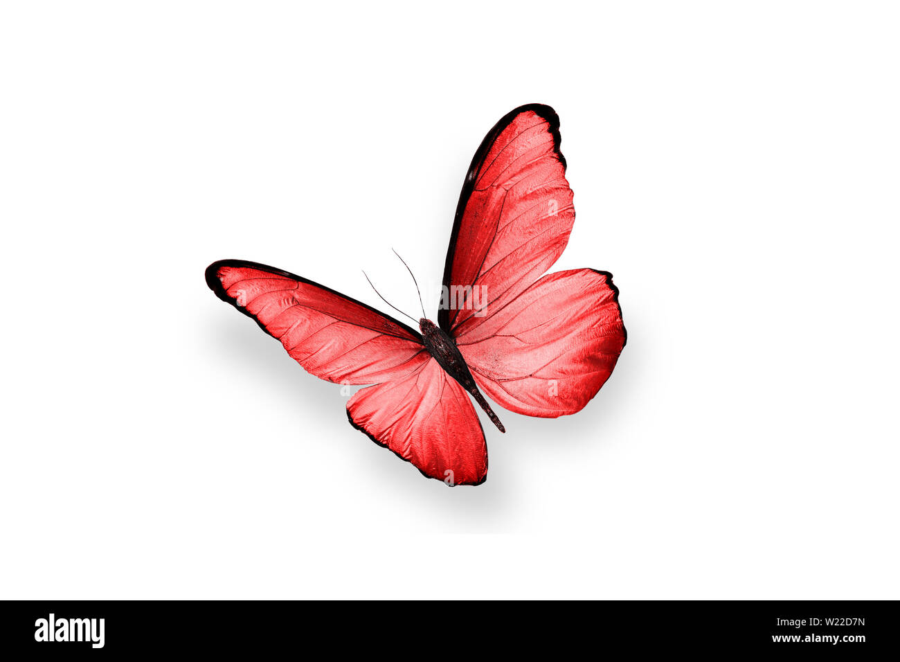 red butterfly. natural insect. isolated on white background Stock Photo ...