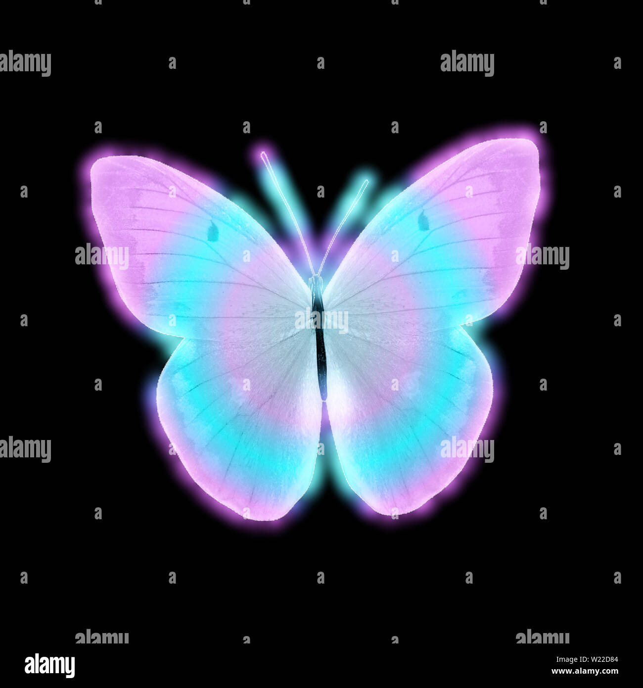 colorful butterfly isolated on white background Stock Photo - Alamy
