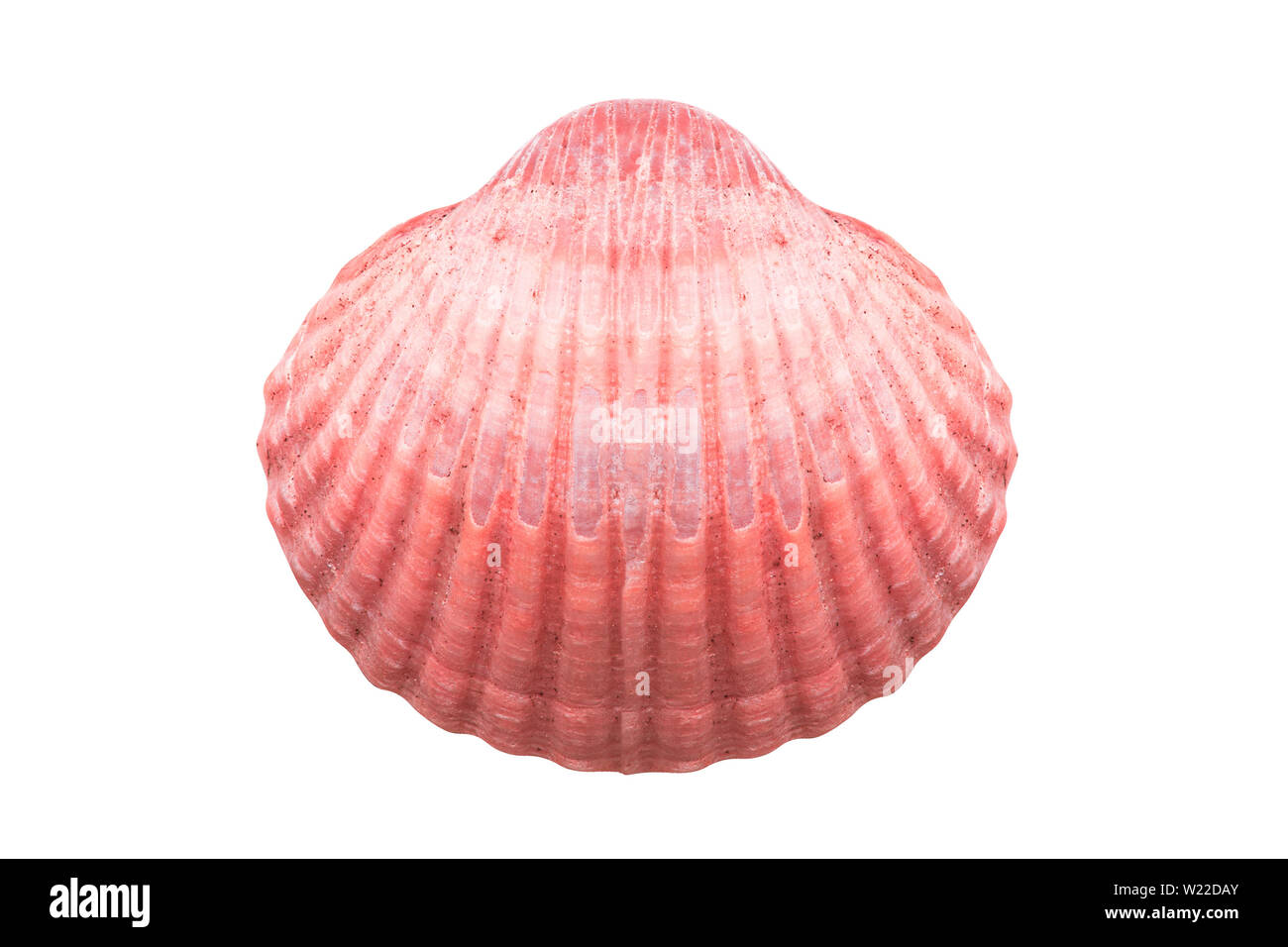 colored sea shell isolated on white background Stock Photo - Alamy