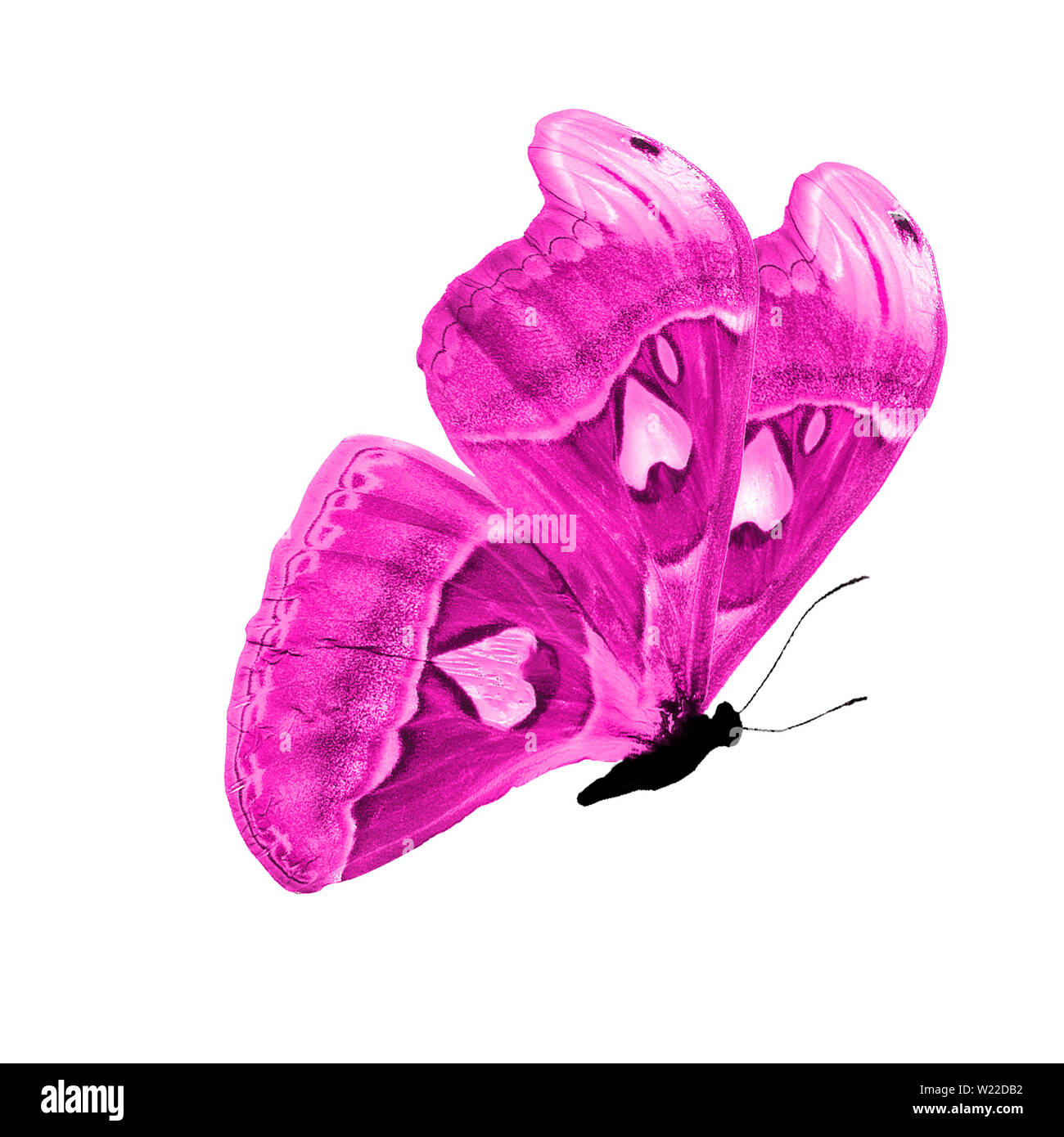 Pink Butterfly Photography