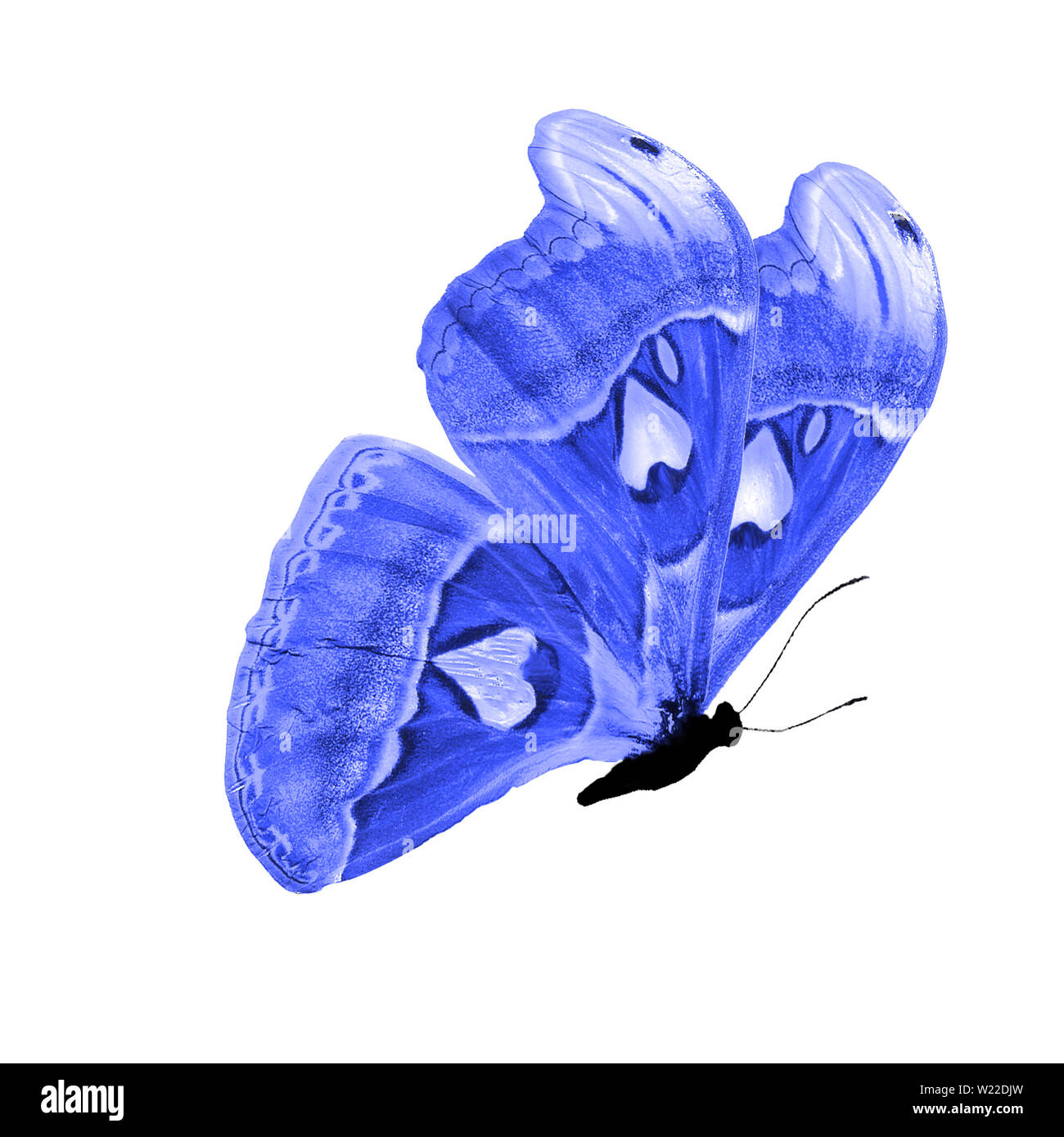 blue butterfly. natural insect. isolated on white background Stock ...