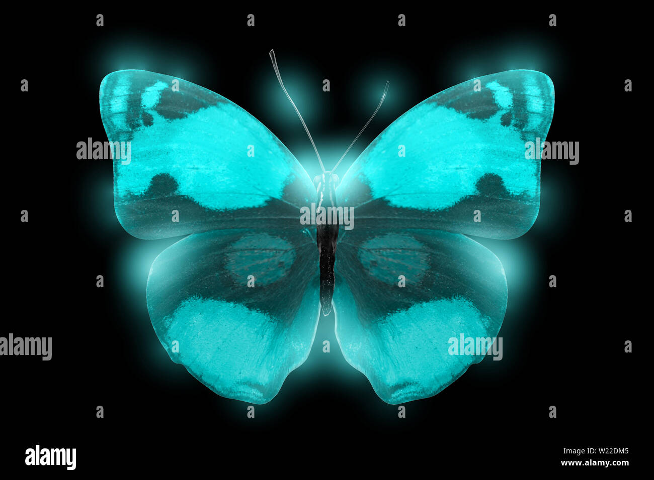 glowing colored butterfly isolated on black background Stock Photo - Alamy