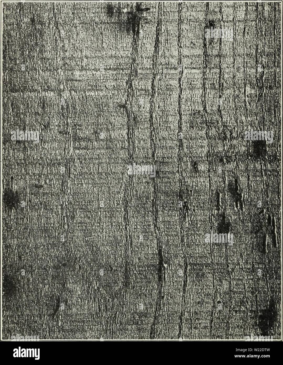Archive image from page 11 of Defects in timber caused by. Defects in ...