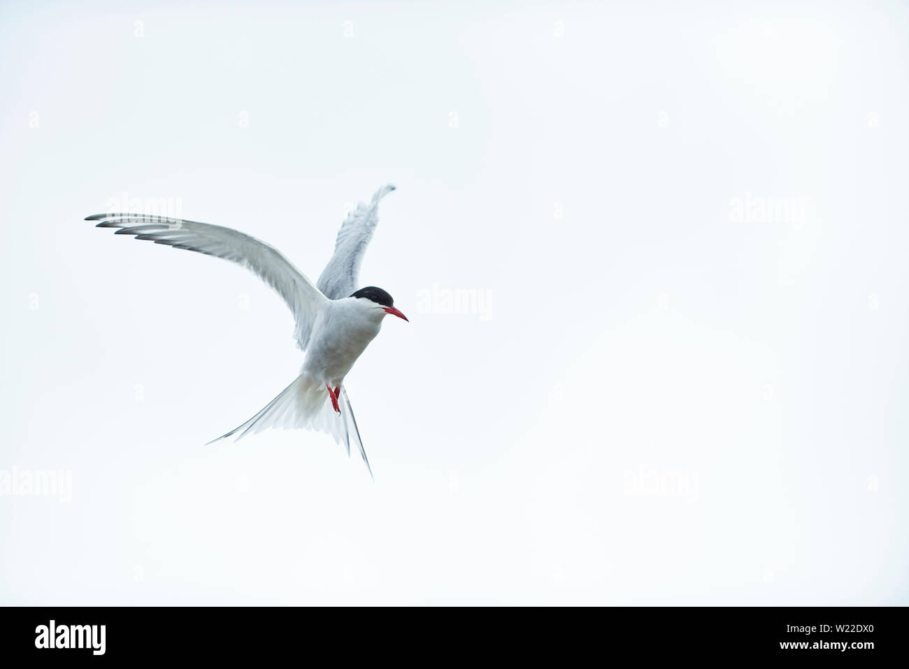 Vogelkunde hi-res stock photography and images - Alamy