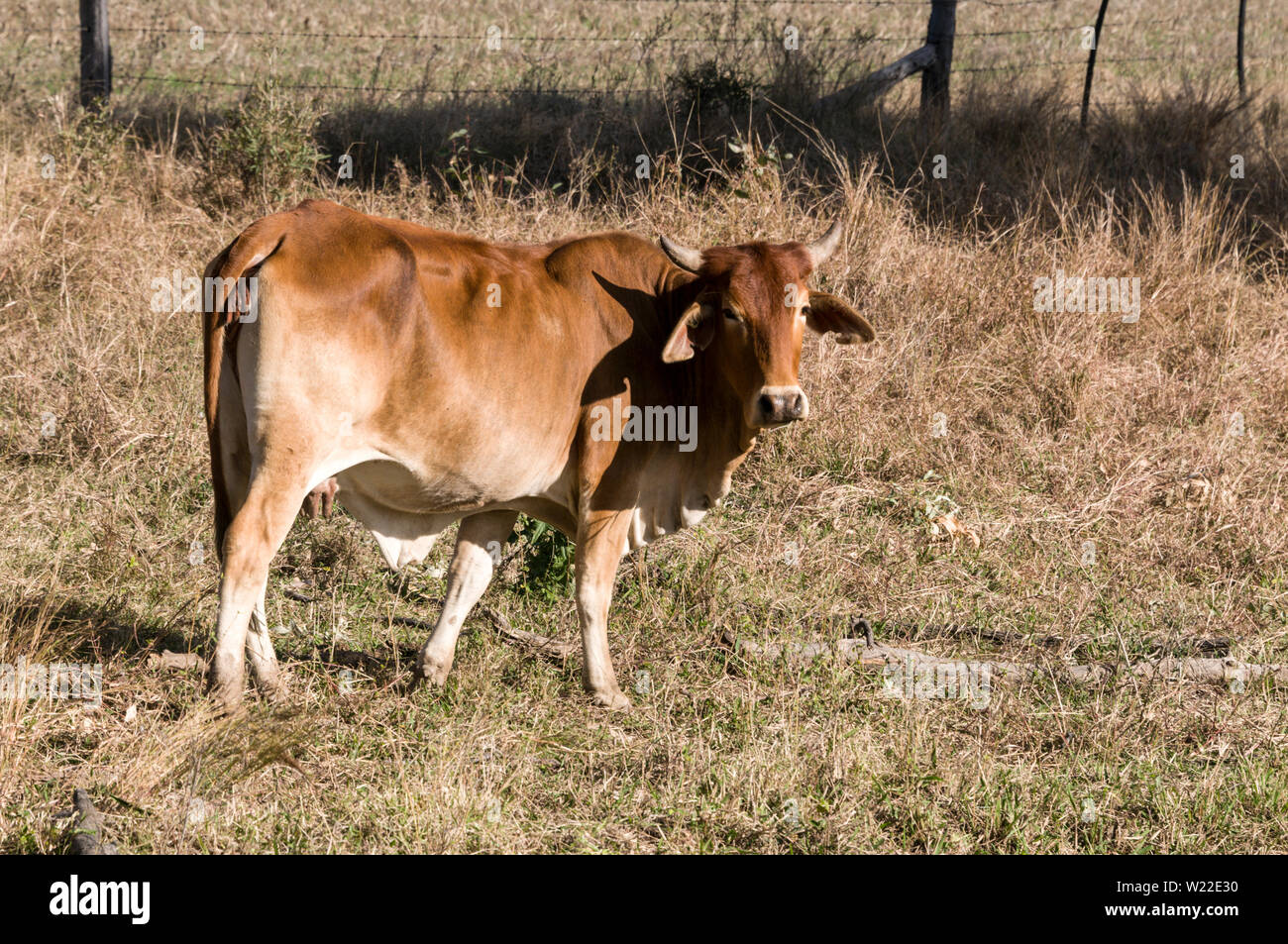 Brahman Cattle Australia Stock Photos & Brahman Cattle Australia Stock ...