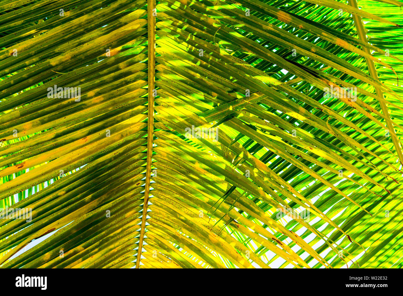 Close up image of palm tree leaf Stock Photo - Alamy