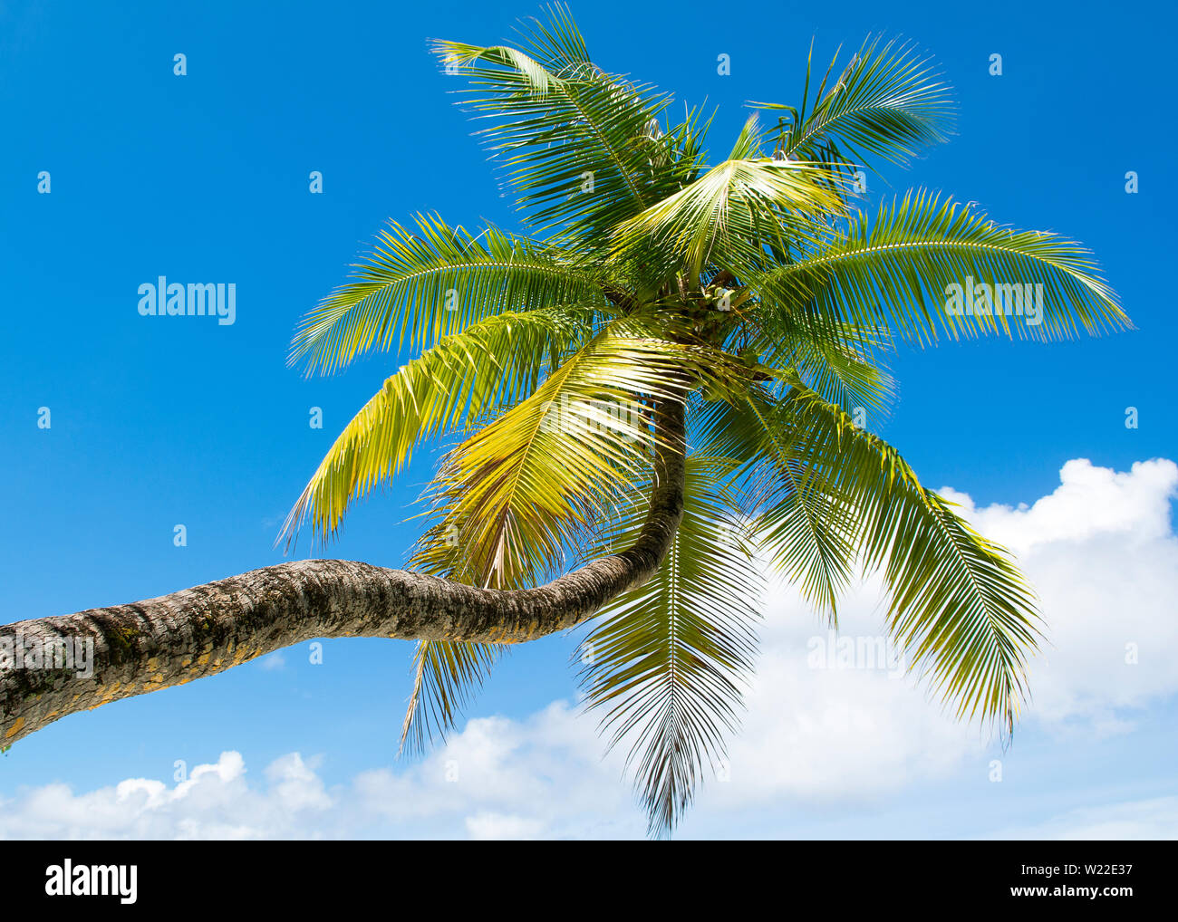 Fallen palm tree on a sandy beach along the turquoise ocean Stock Photo ...