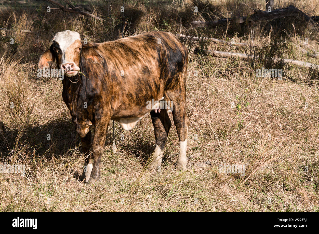 A Brahman cow grazing in beef rearing country within the Carnarvon ...