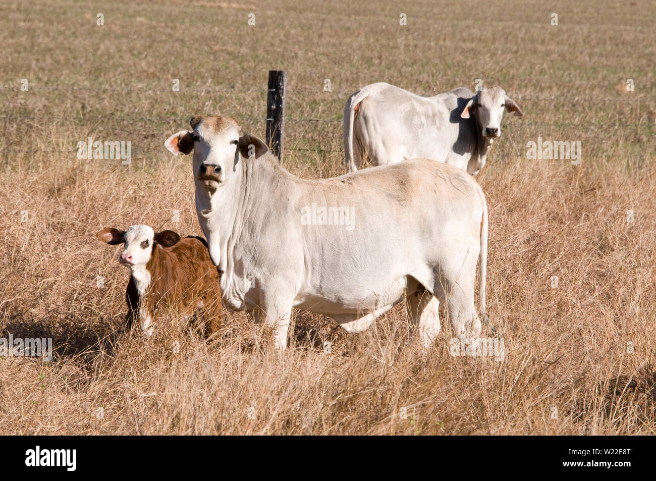 A Brahman herd grazing in beef rearing country within the Carnarvon ...