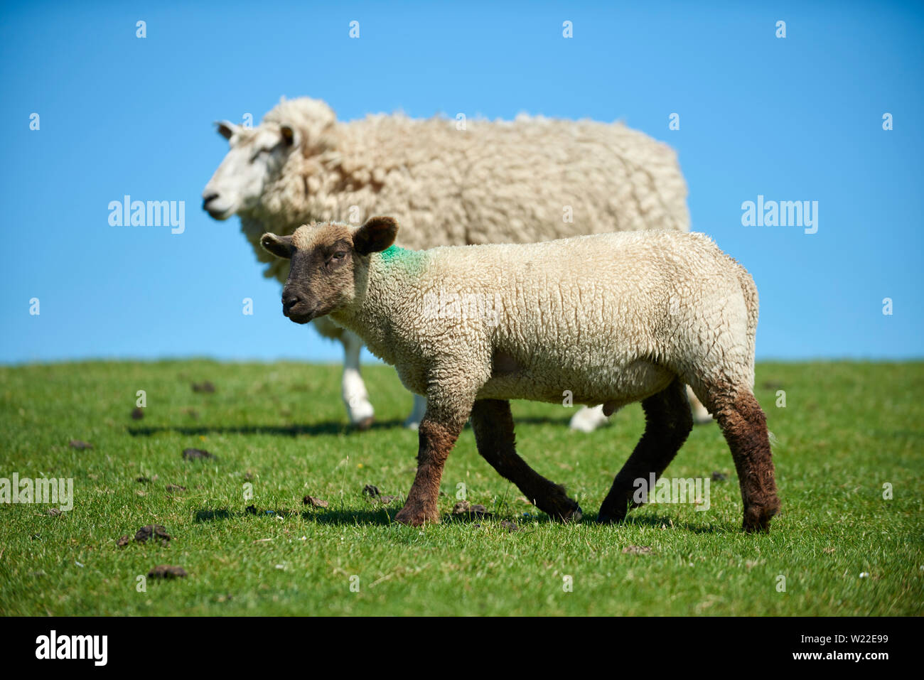Schafe zwei hi-res stock photography and images - Alamy