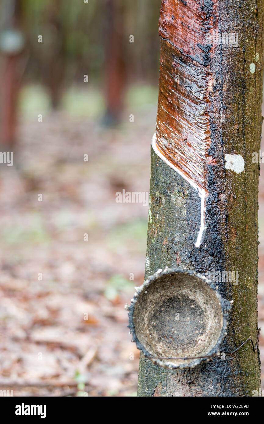 Para rubber tree hi-res stock photography and images - Alamy
