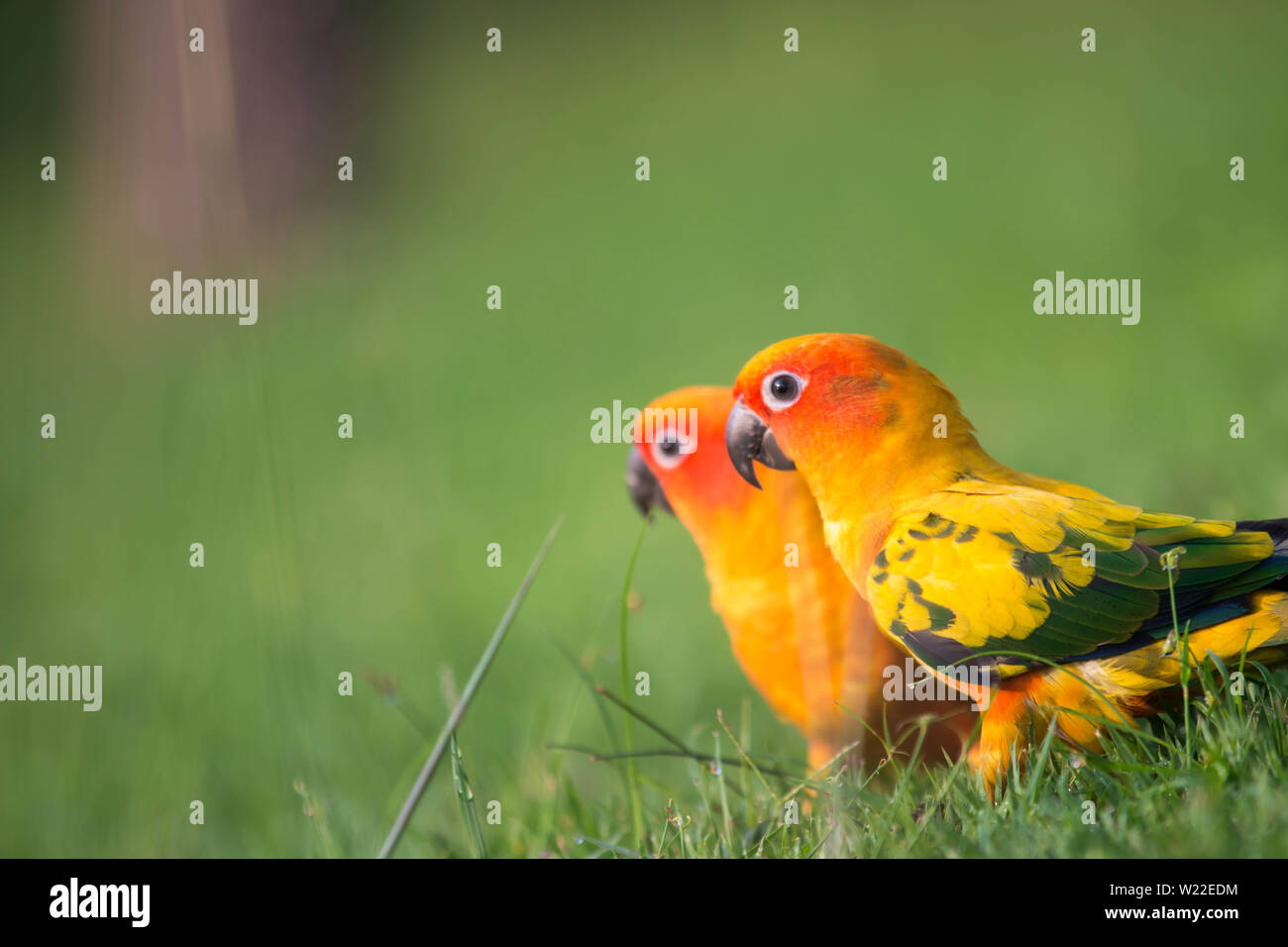 Parrots field hi-res stock photography and images - Alamy