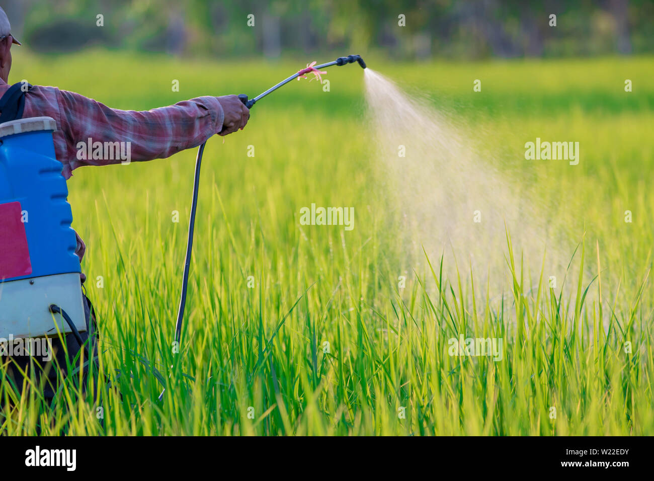 Rice fungicide hi-res stock photography and images - Alamy
