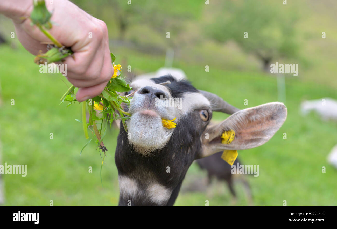 portrait of pretty alpine goat grazing flowers in a hand of a man Stock ...