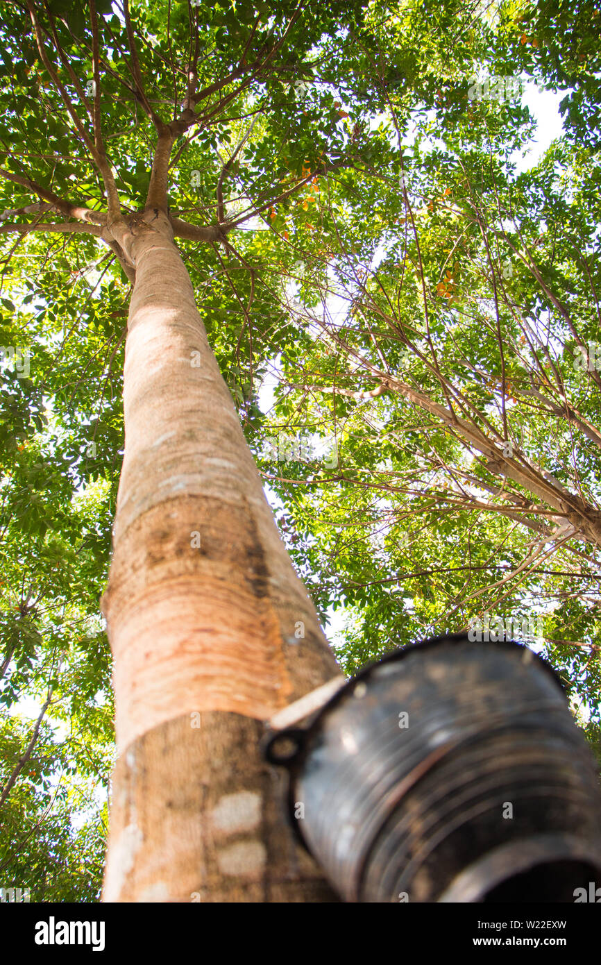 Rubber tree hi-res stock photography and images - Alamy
