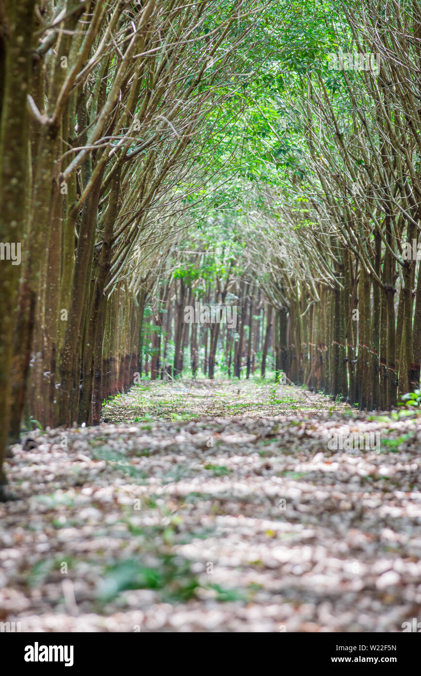 Para rubber tree hi-res stock photography and images - Alamy