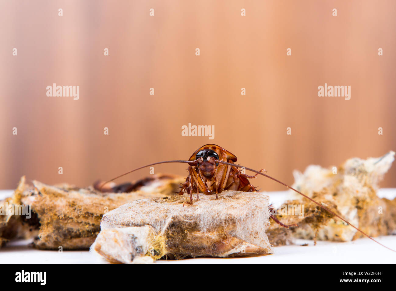 Spoiled food hi-res stock photography and images - Alamy