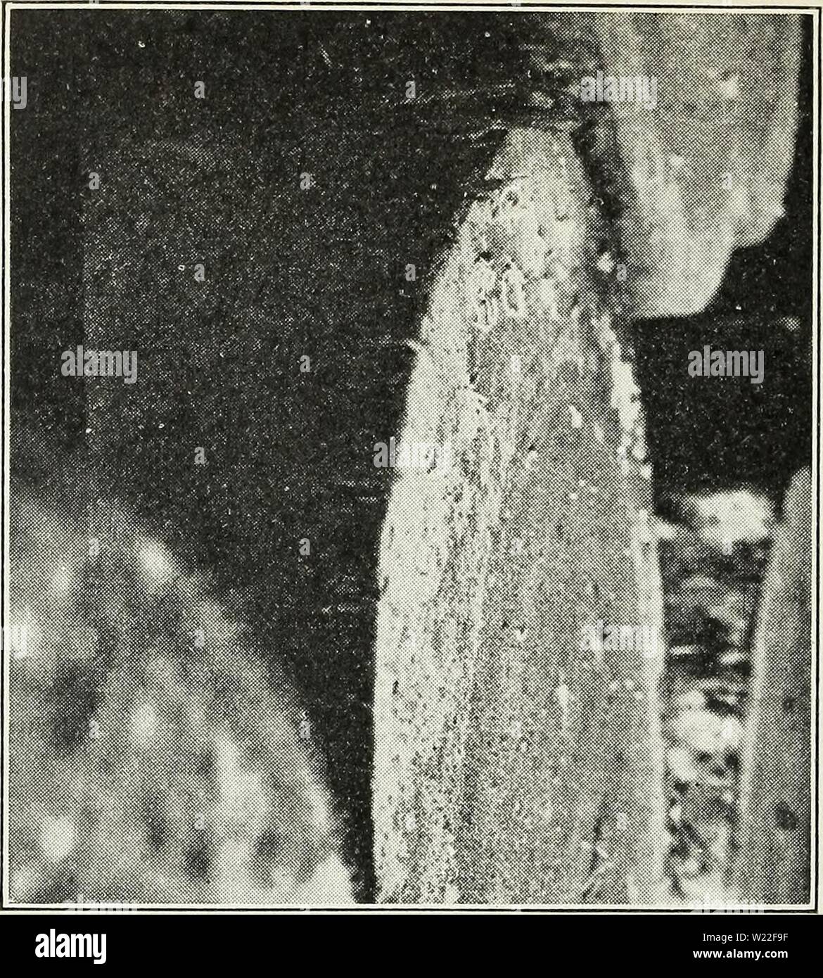 Archive image from page 13 of Defects in timber caused by Stock Photo ...