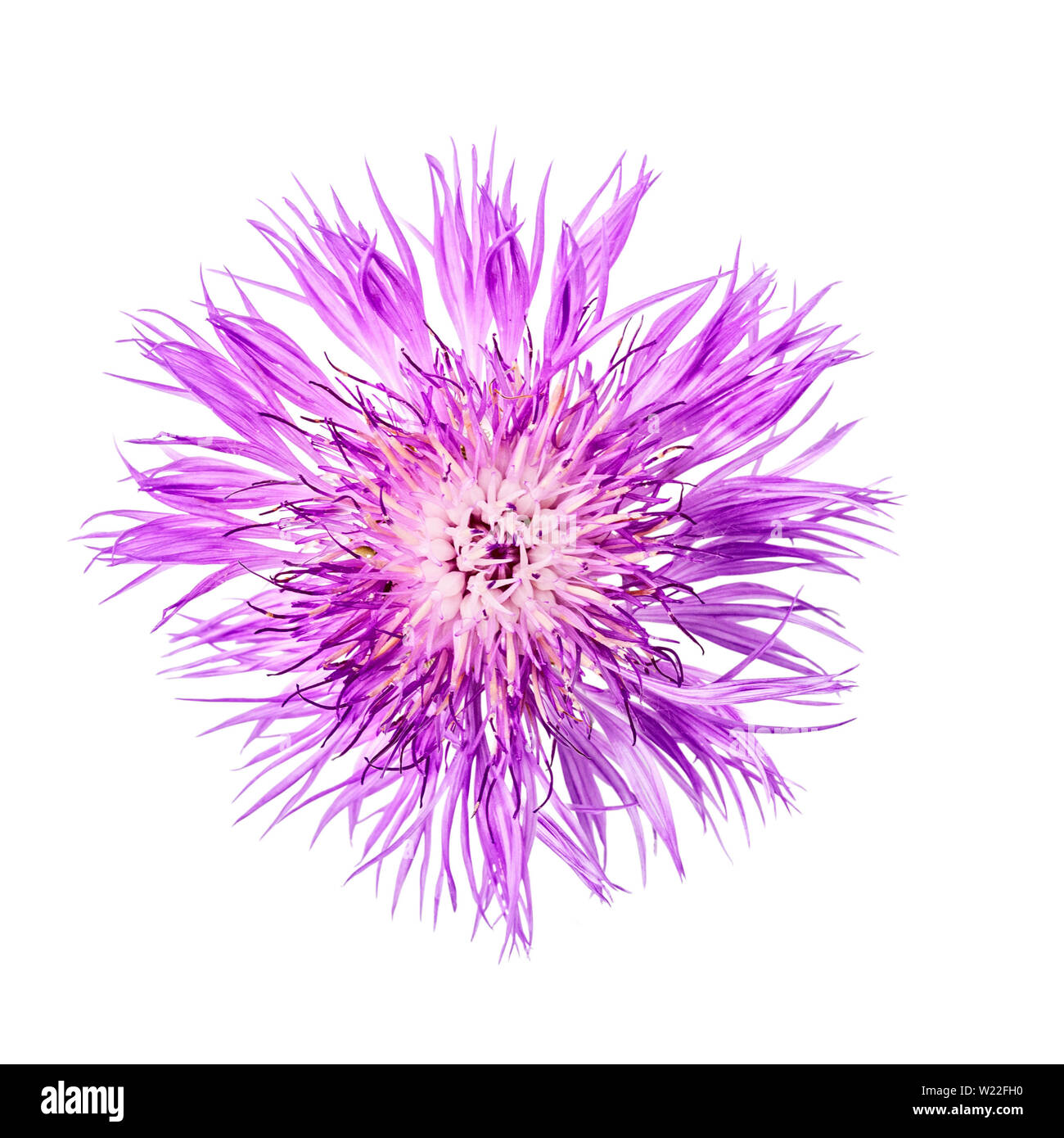 Pink centaurea knapweed flower head. Purple cornflowers in summer ...