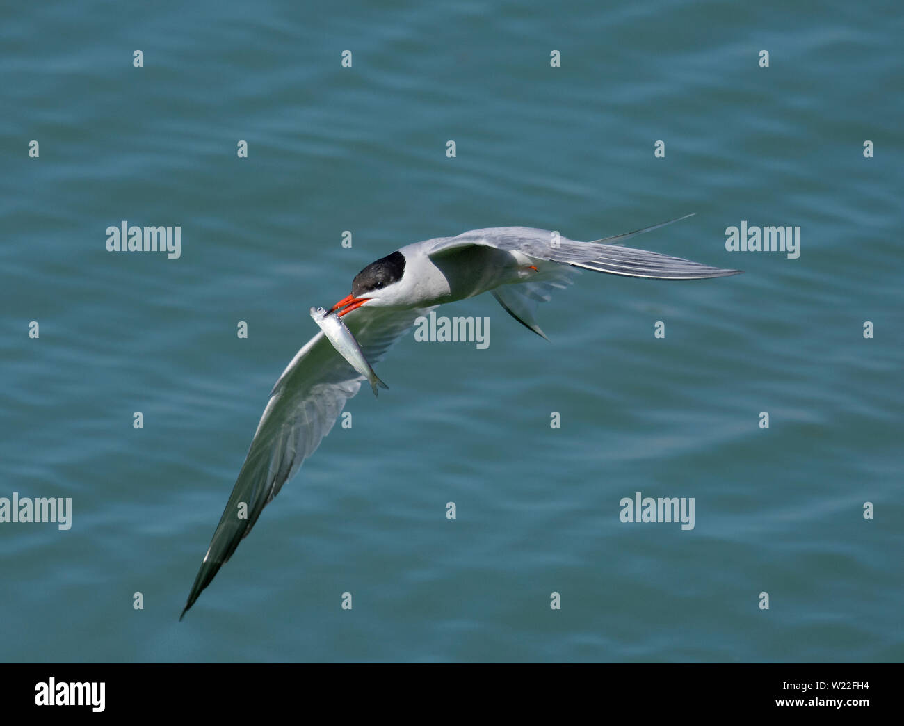 Common Tern, Sterna hirundo, in flight, with fish, Preston Docks ...