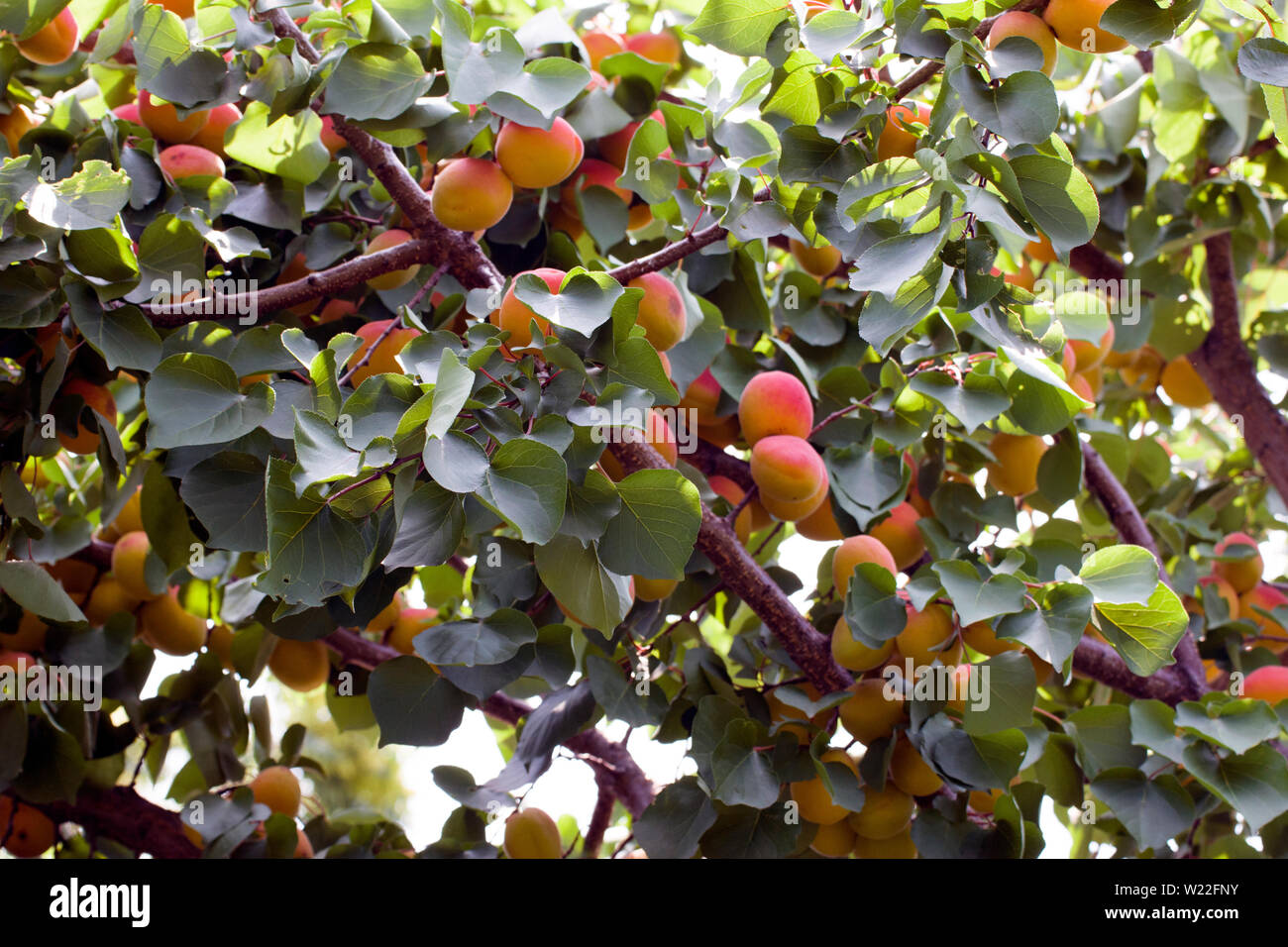 Apricot tree hi-res stock photography and images - Alamy