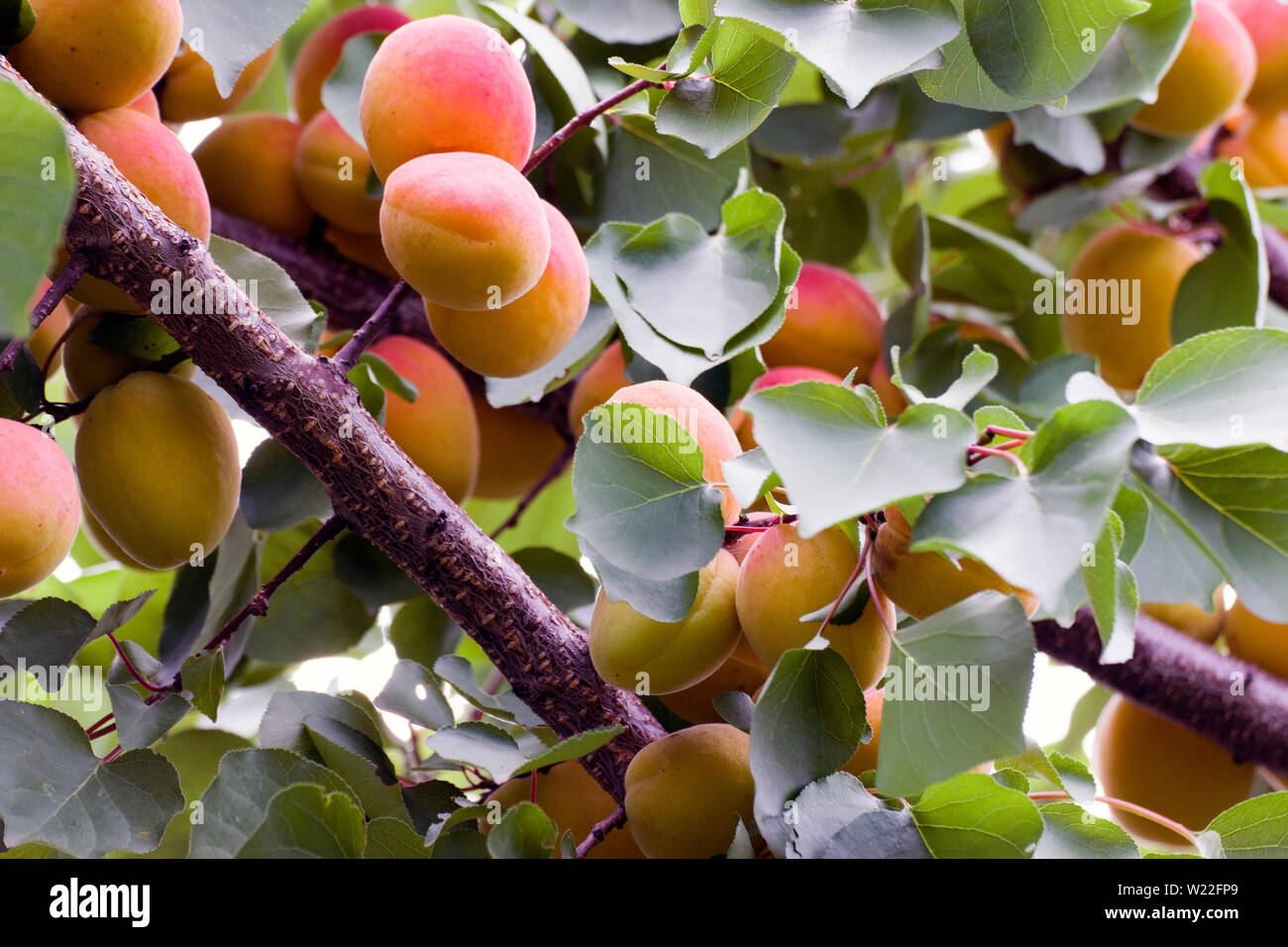 Marmalade tree hi-res stock photography and images - Alamy